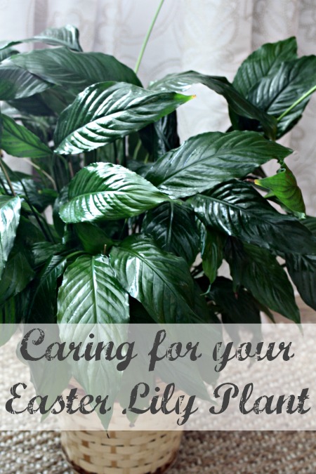 How to care for your Easter Lily plant | The Twin Cedars